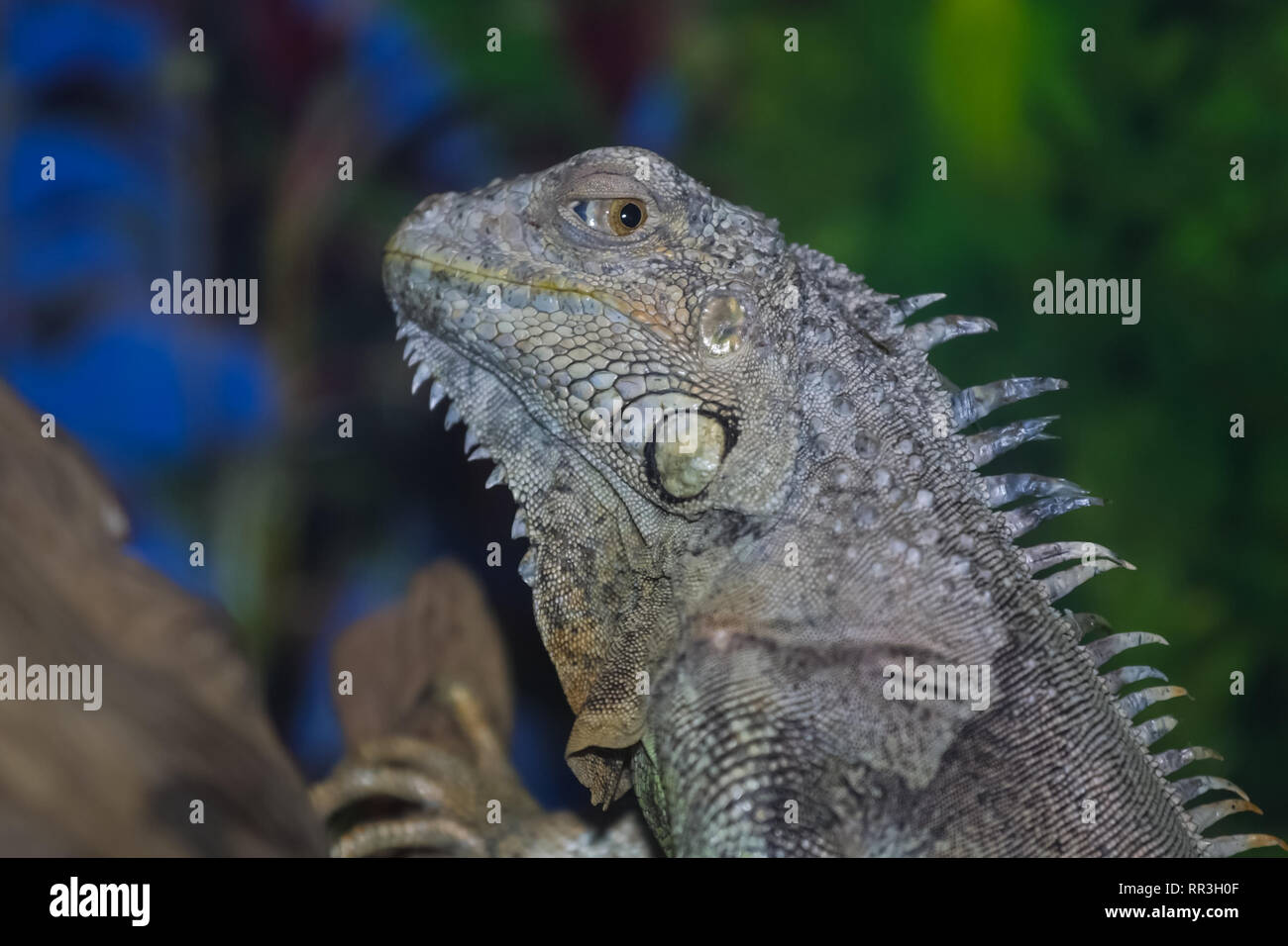 Gray iguana on a tree trunk, close-up photo of iguana, common iguana ...