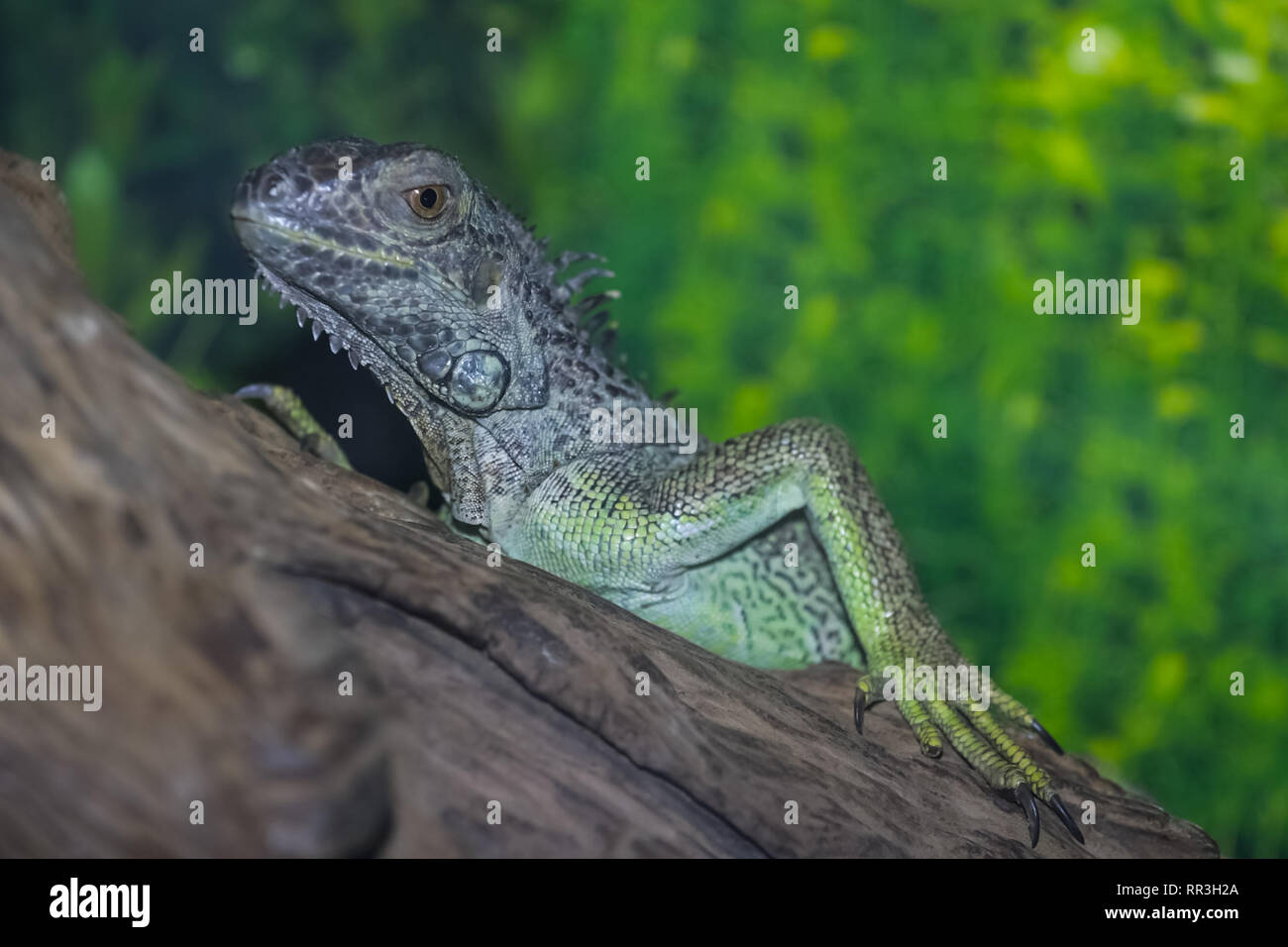 Gray iguana on a tree trunk, close-up photo of iguana, common iguana ...