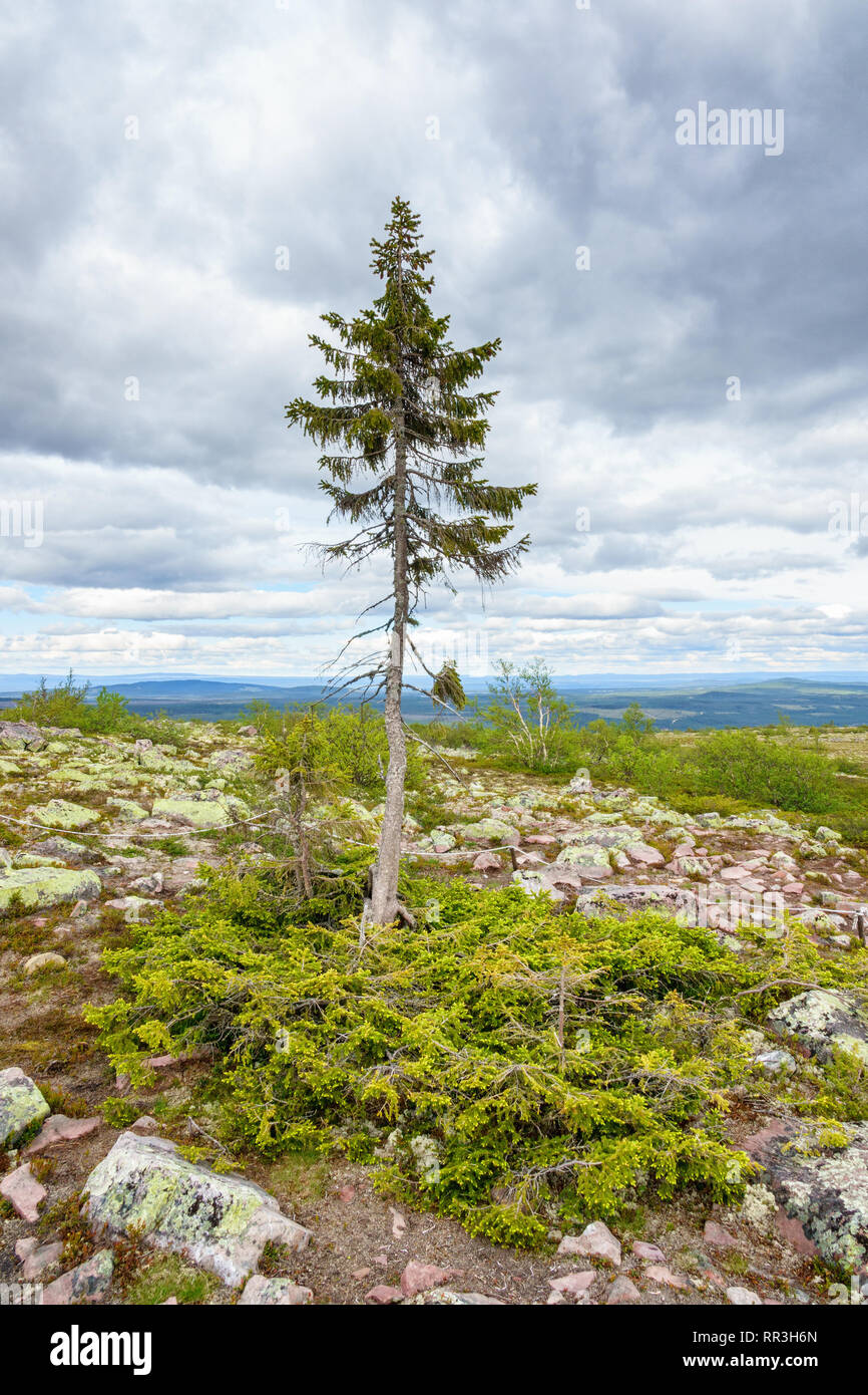 Sweden old tjikko hi-res stock photography and images - Alamy