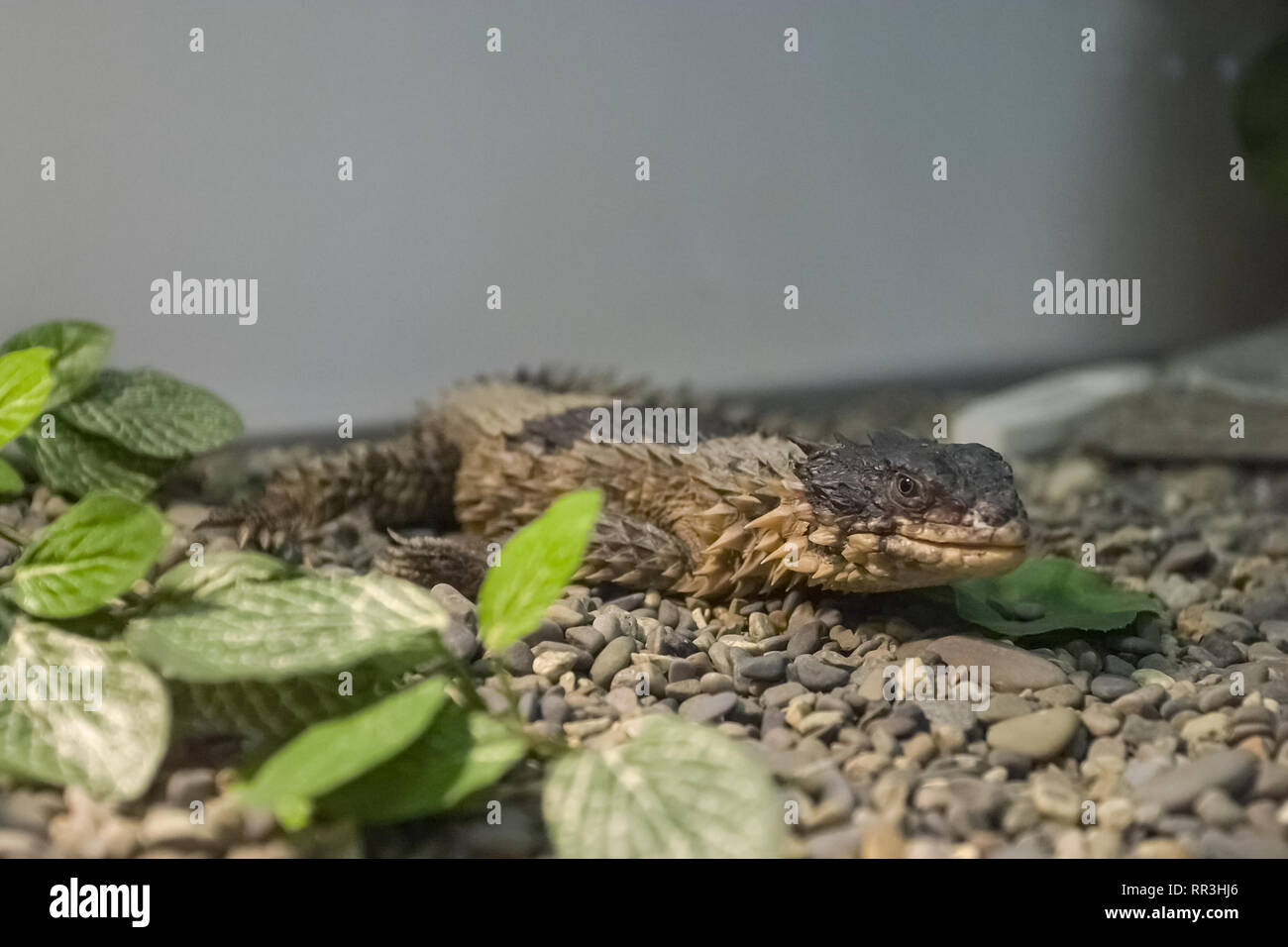 Gray lizard with spikes in the terrarium. Gray lizard with spikes in ...