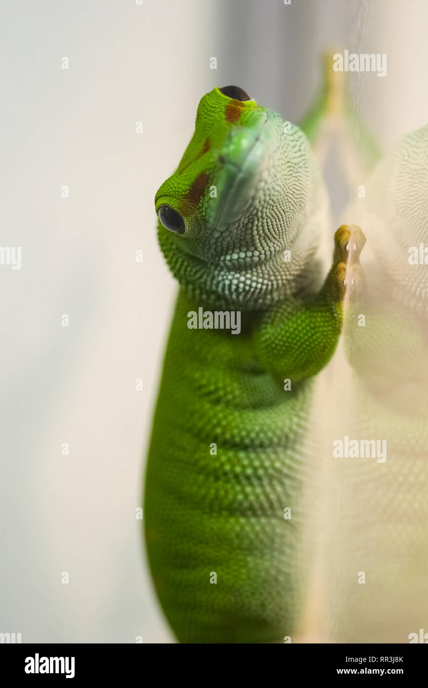 Green gecko on the glass. Gecko lizard Green gecko on the glass. Gecko ...