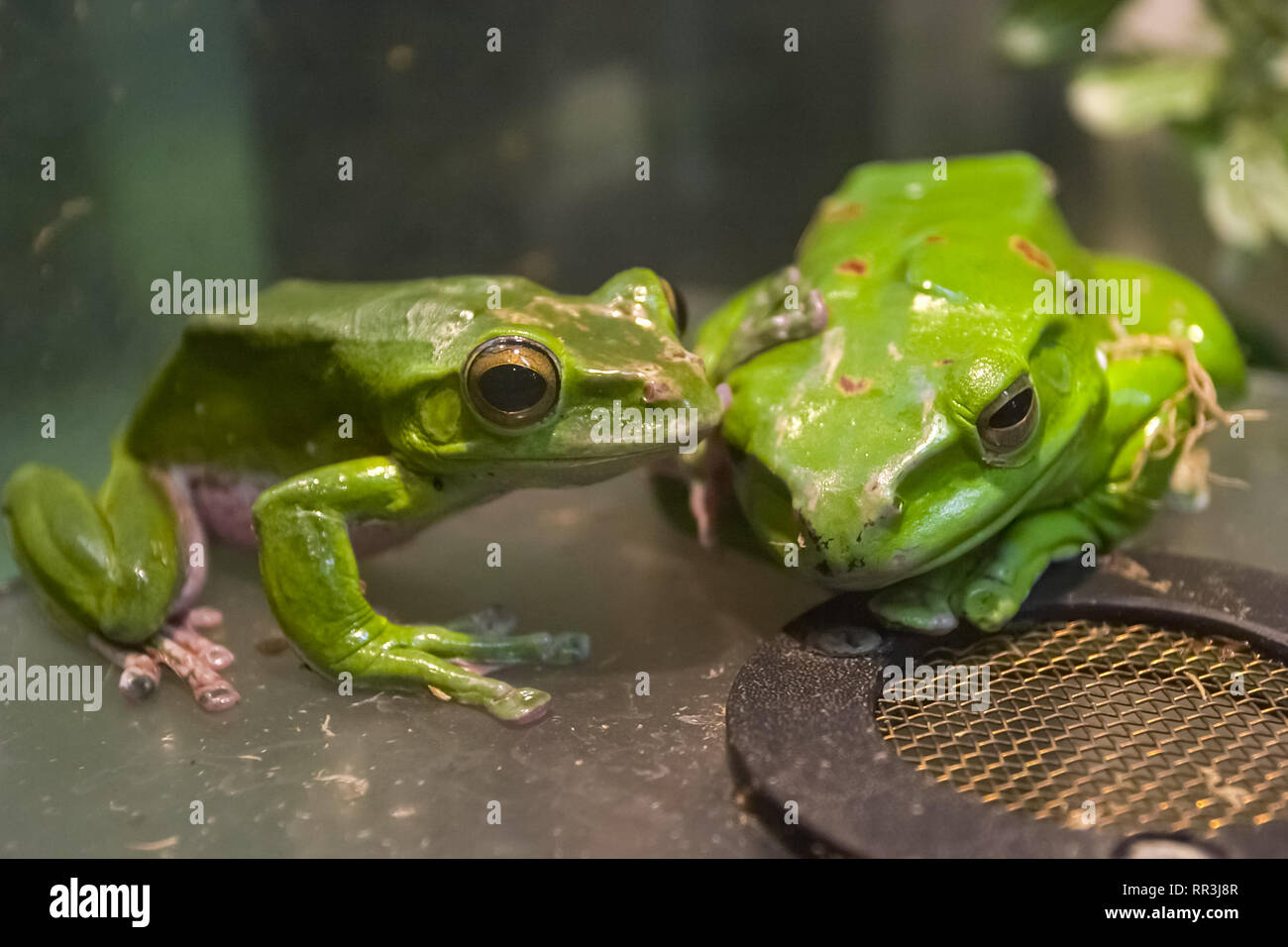 Green tree frog two pieces. Green tree frog two pieces Stock Photo - Alamy