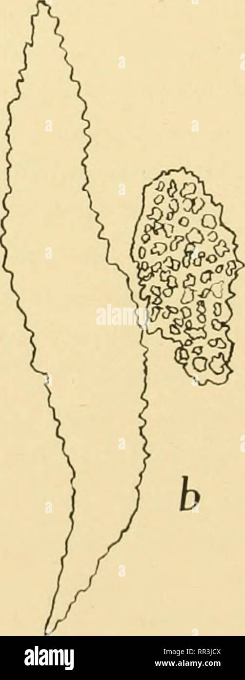 . An account of the alcyonarians collected by the Royal Indian marine ...