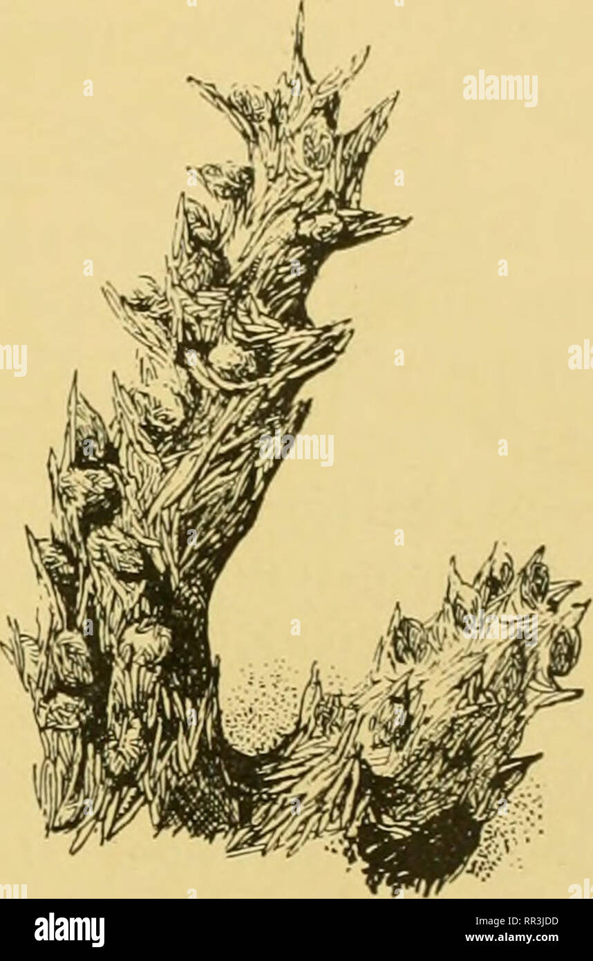 Polyp cross section hi-res stock photography and images - Alamy