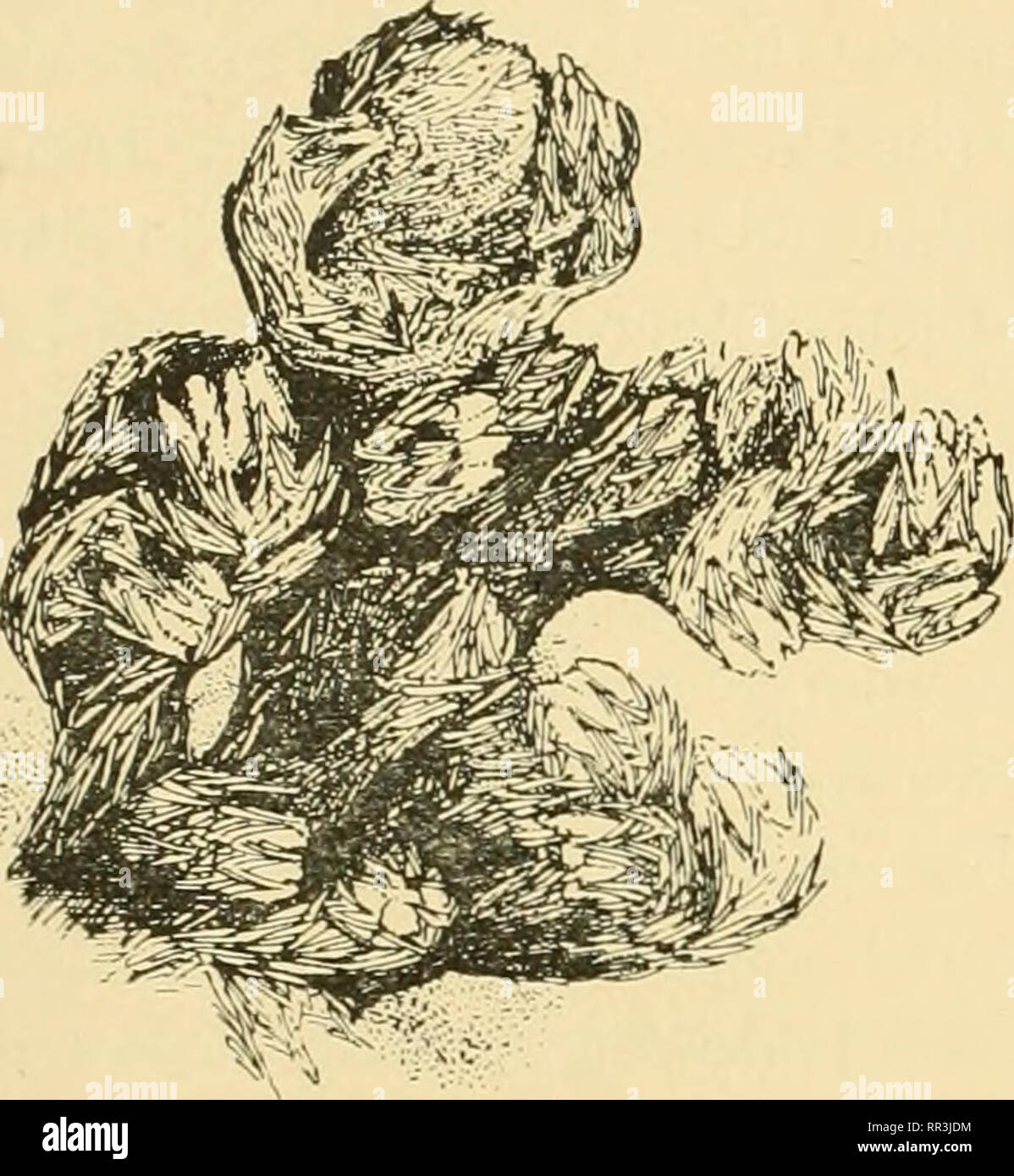 Nephthya Sp High Resolution Stock Photography and Images - Alamy