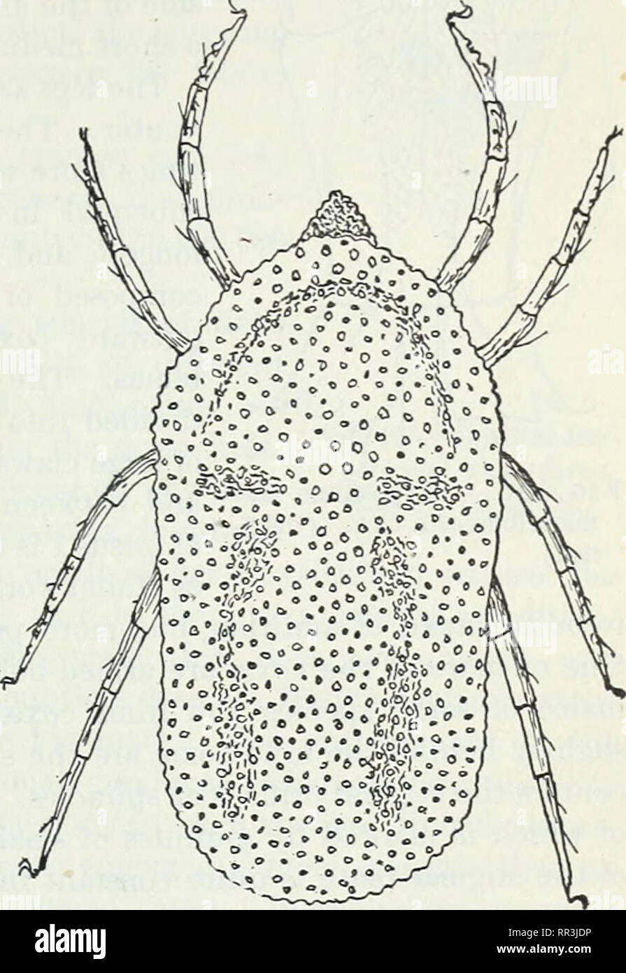 . The Acarina or mites. A review of the group for the use of economic ...