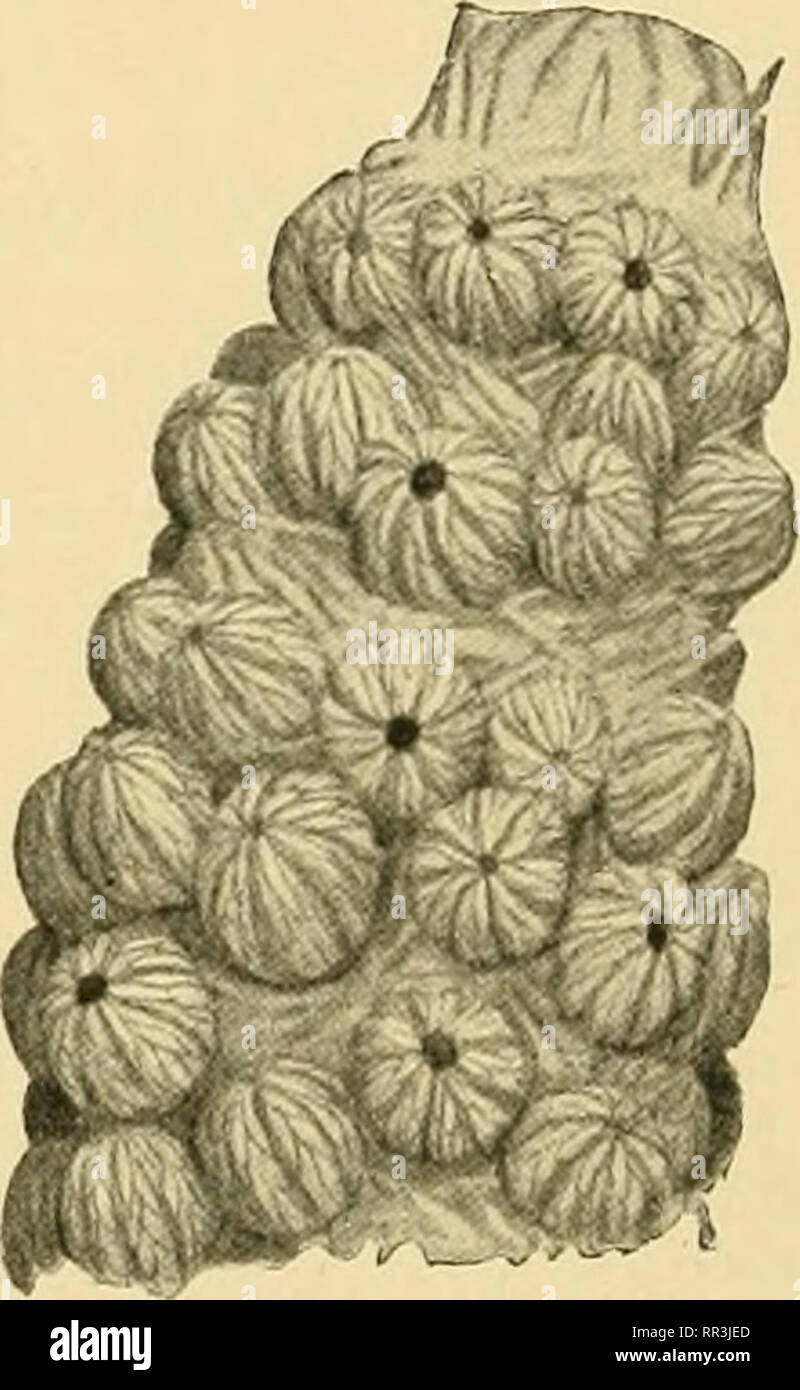 Height x diameter length hi-res stock photography and images - Alamy