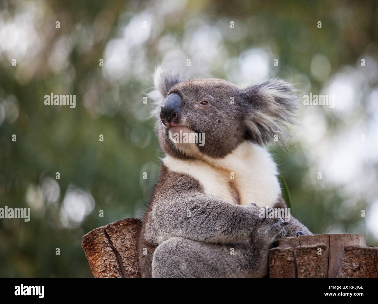 Portrait cute Australian Koala Bear sitting in an eucalyptus tree and ...