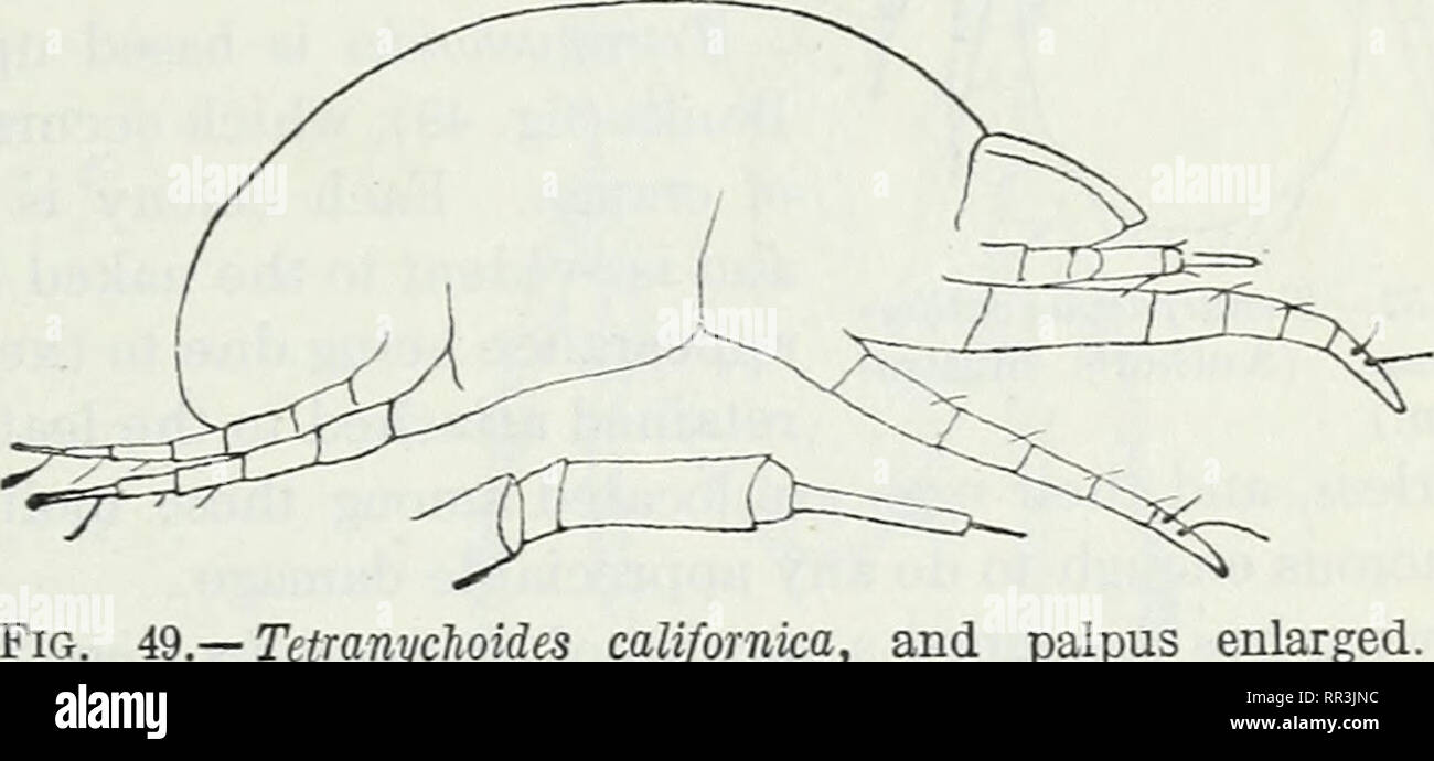 . The Acarina or mites. A review of the group for the use of economic ...