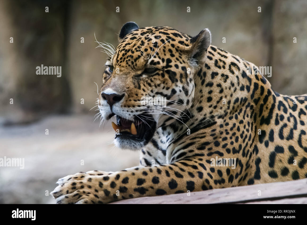 Leopard lies mouth open from the heat. Leopard lies mouth open from the ...