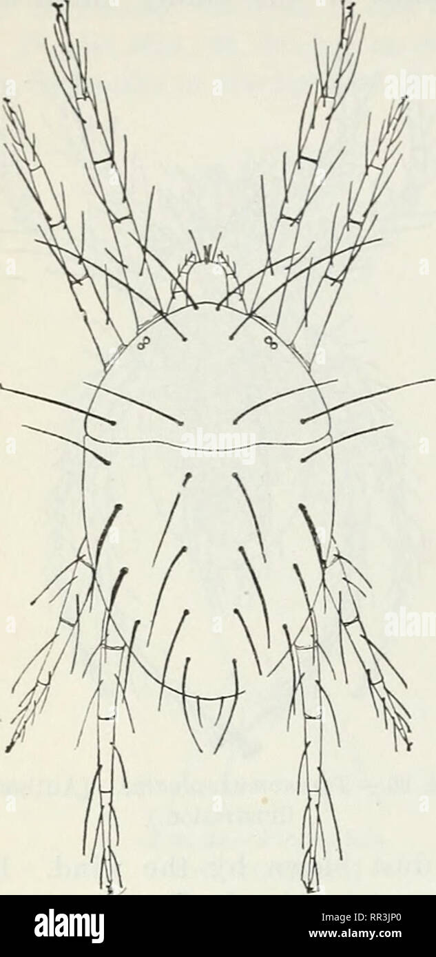. The Acarina or mites. A review of the group for the use of economic ...