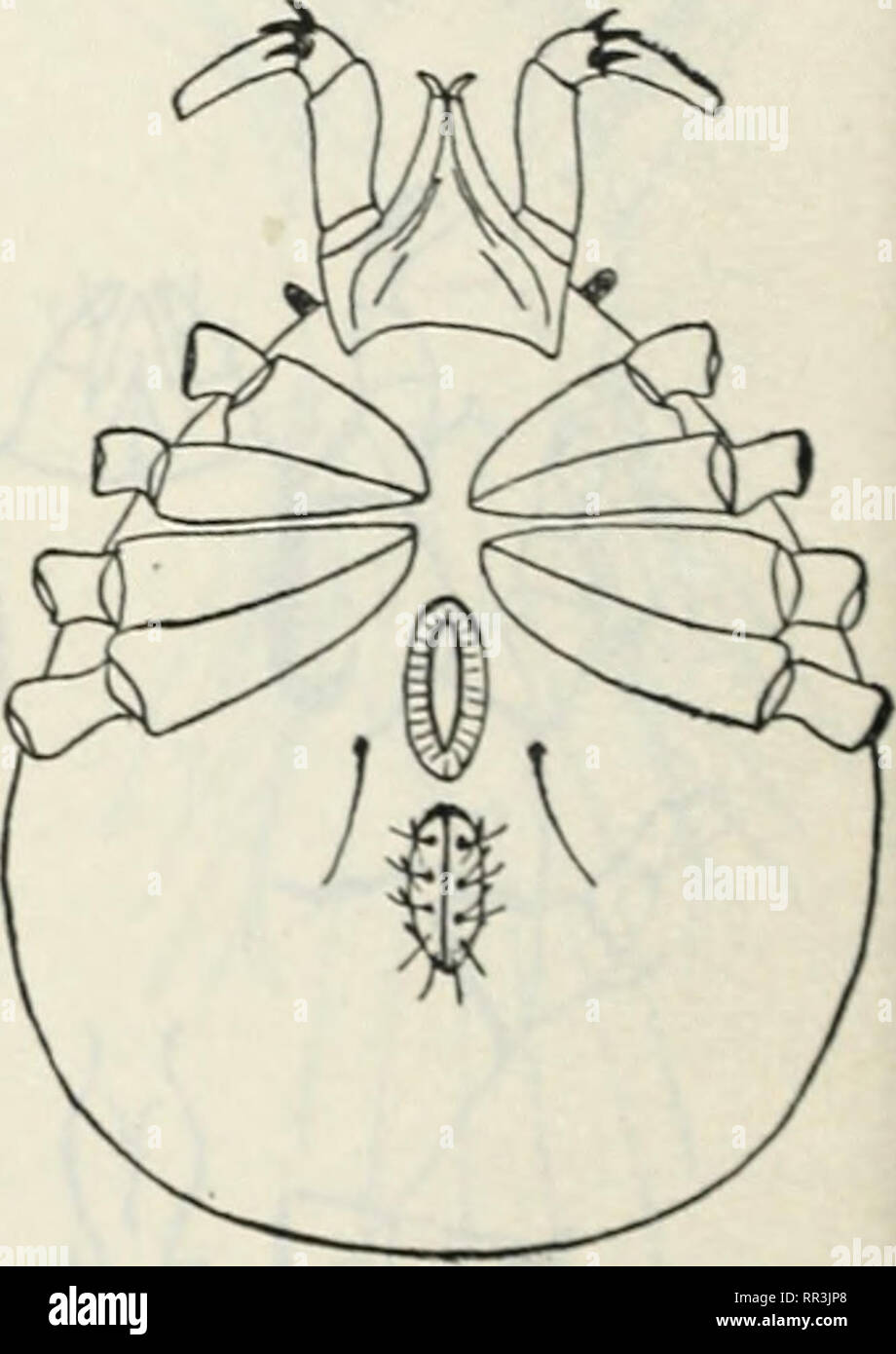 Cheyletus mites hi-res stock photography and images - Alamy