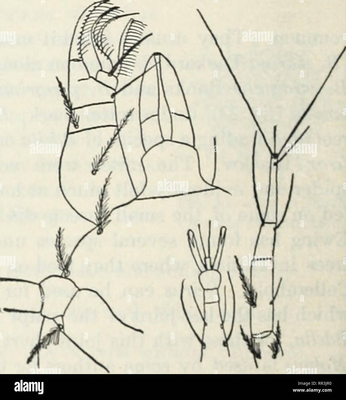 Cheyletus mites hi-res stock photography and images - Alamy