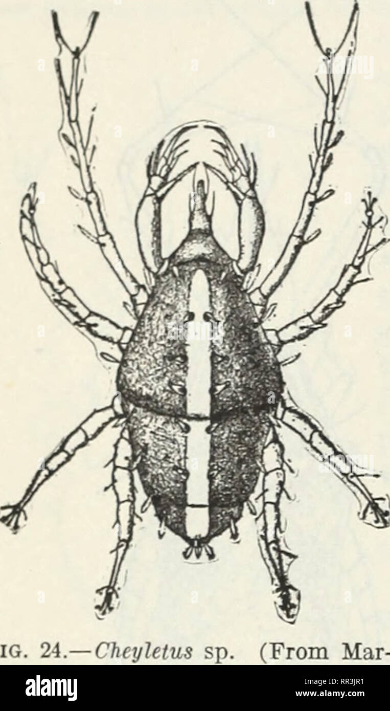 Cheyletus mites hi-res stock photography and images - Alamy