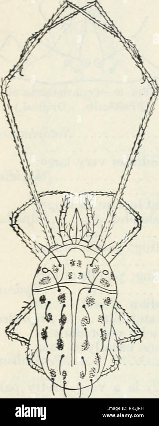 Solpugida hi-res stock photography and images - Alamy