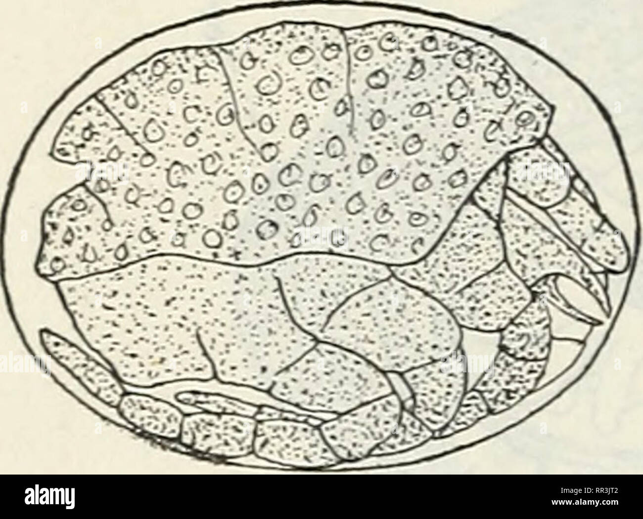 . The Acarina or mites. A review of the group for the use of economic ...