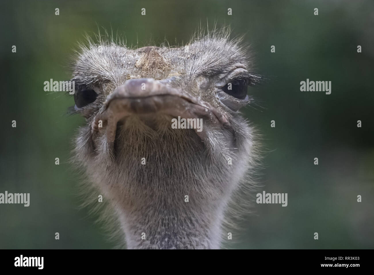 The head of an ostrich, the flightless bird ostrich, the head of a bird ...