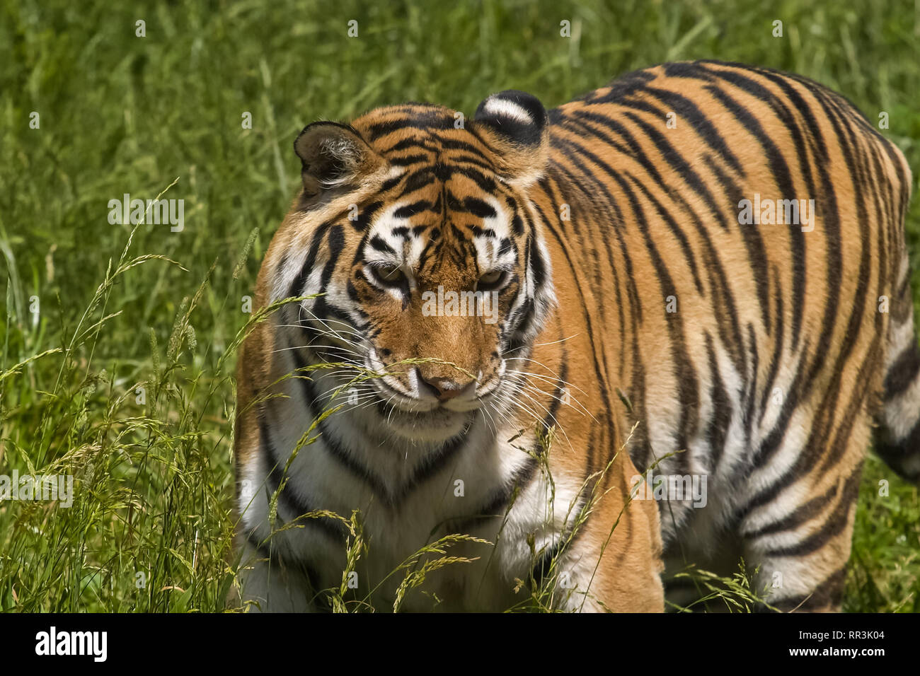 Tiger on the grass, tiger closeup Tiger on the grass, tiger closeup ...