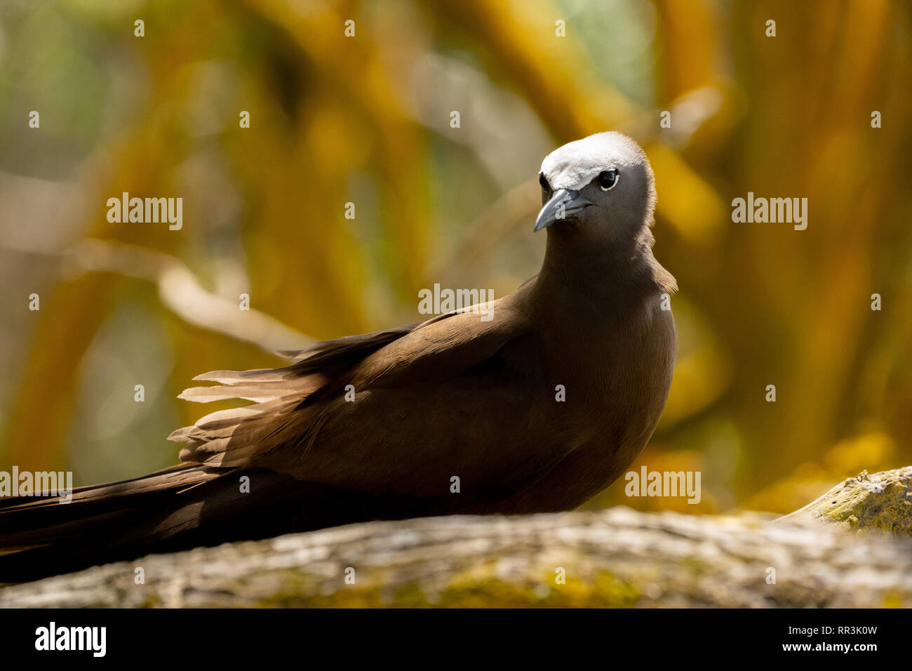 Common noddy The common, or brown, noddy (Anous stolidus) is a tropical ...