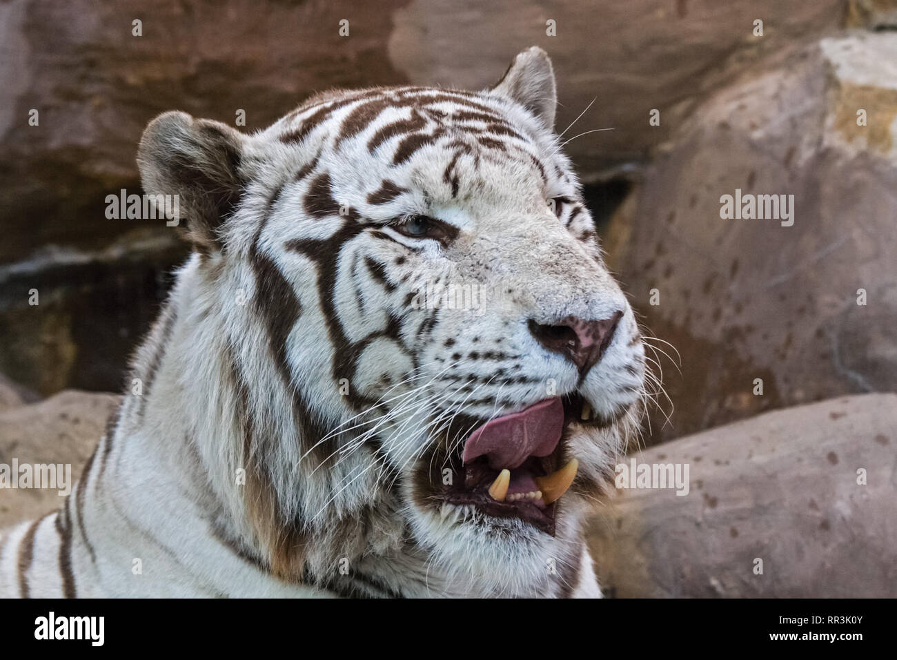 White albino tiger in a zoo, tiger head close up Stock Photo - Alamy