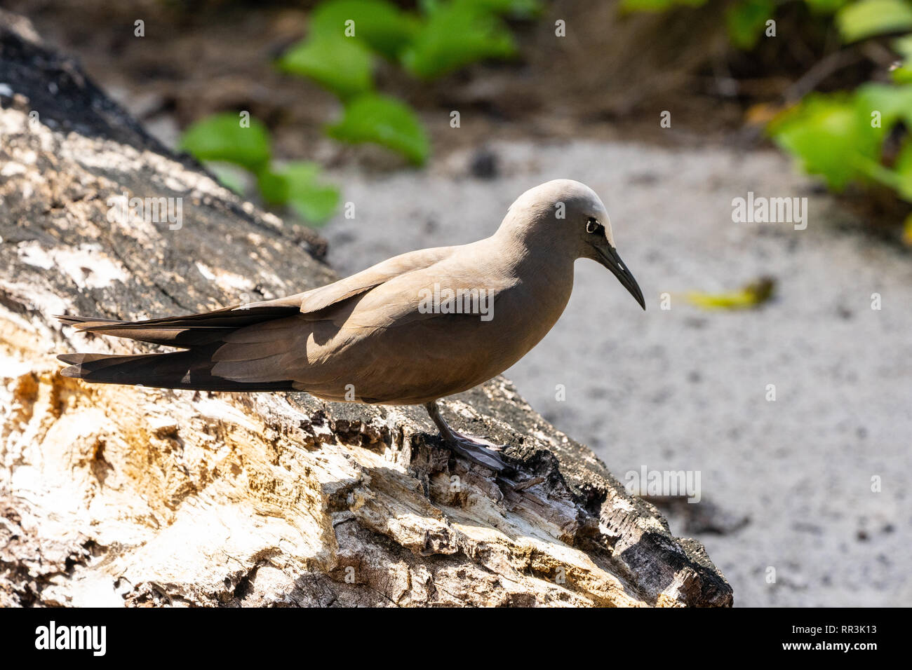 Common noddy The common, or brown, noddy (Anous stolidus) is a tropical ...