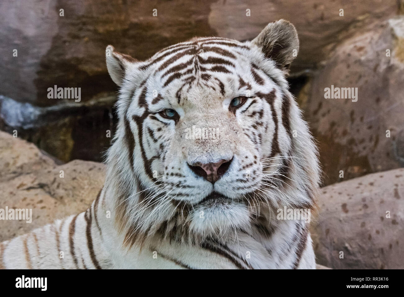 White albino tiger in a zoo, tiger head close up Stock Photo - Alamy