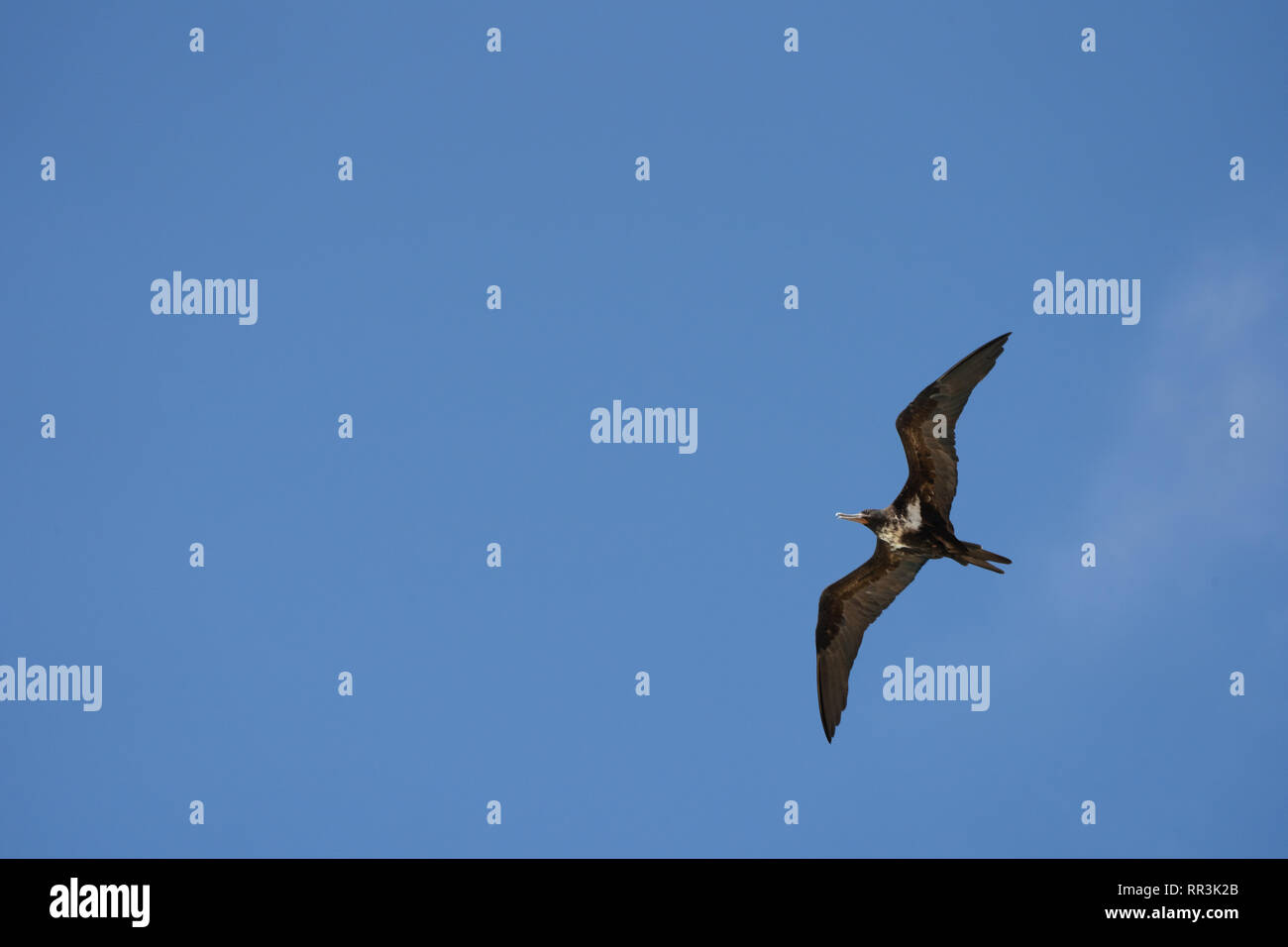 Man of war bird hi-res stock photography and images - Alamy