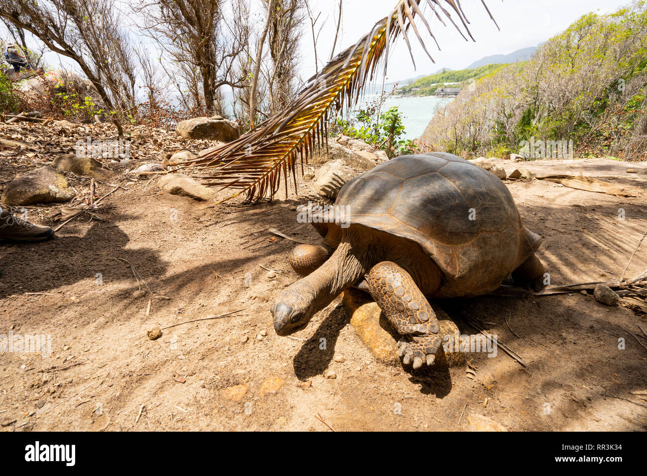 The Aldabra giant tortoise (Aldabrachelys gigantea), from the islands ...