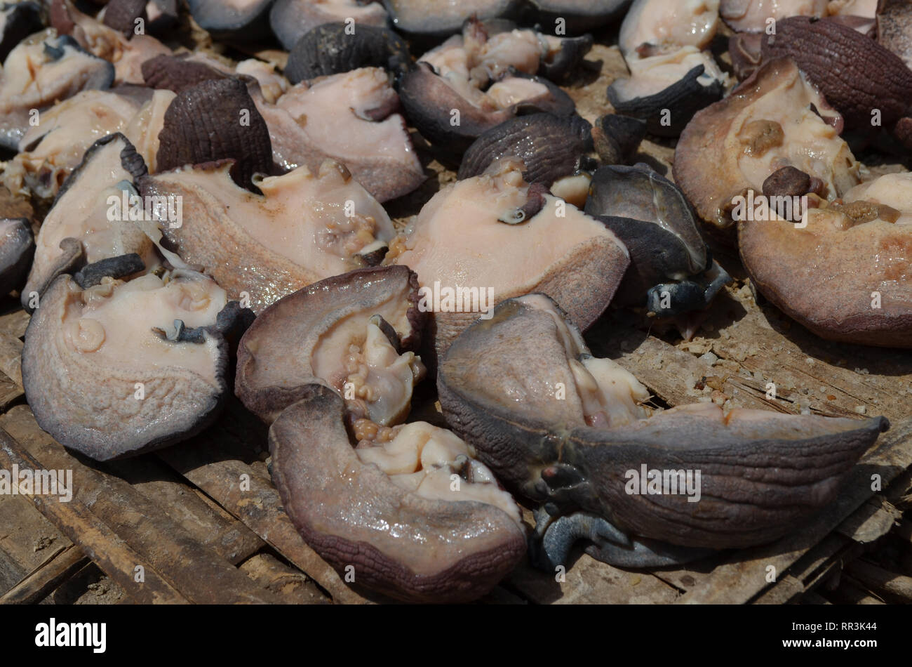 Sun-dried Cymbium (Yet or Yette), favourite traditional seafood in ...
