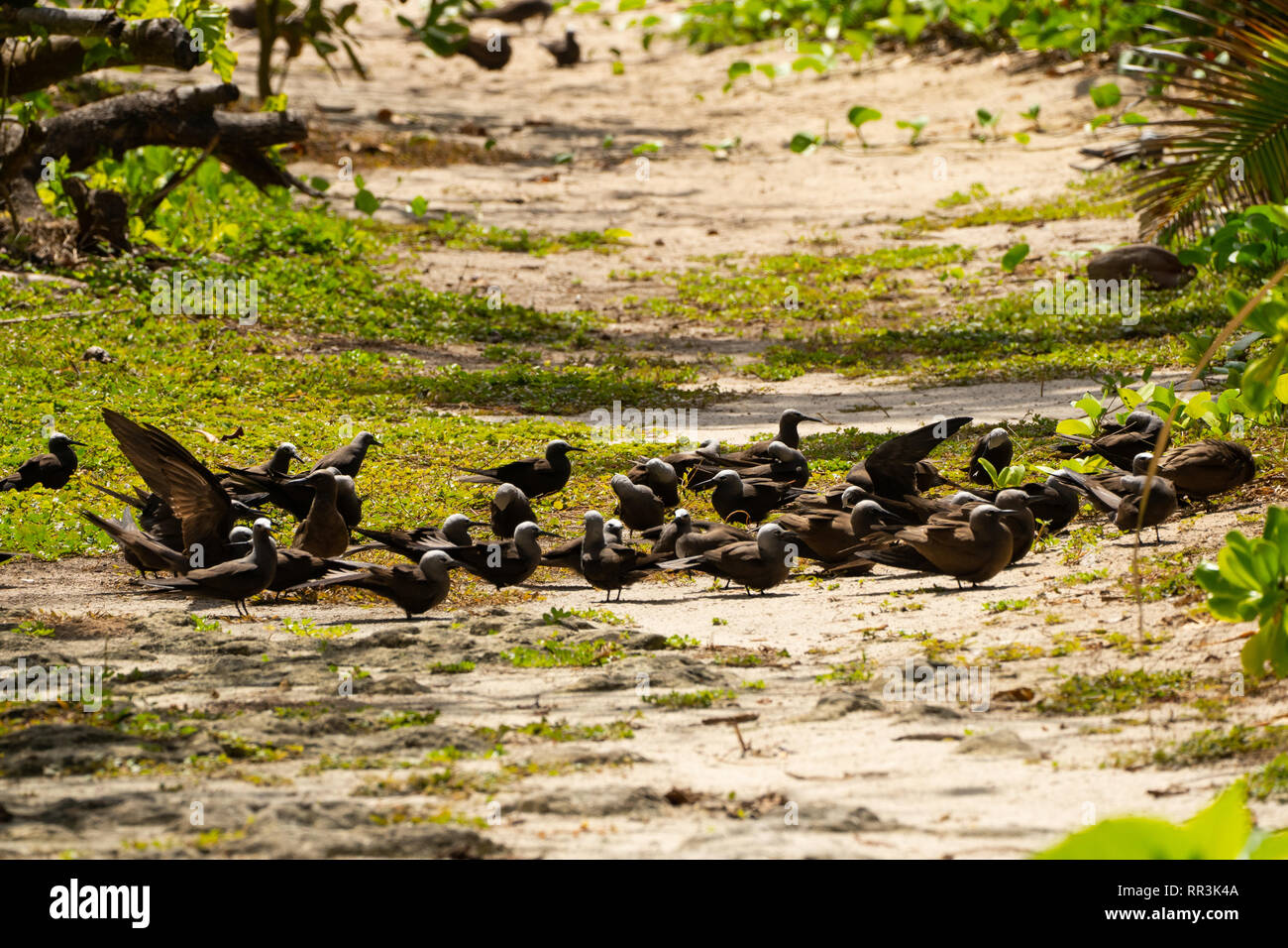 Flock of Lesser noddy (Anous tenuirostris), Photographed on Bird Island ...