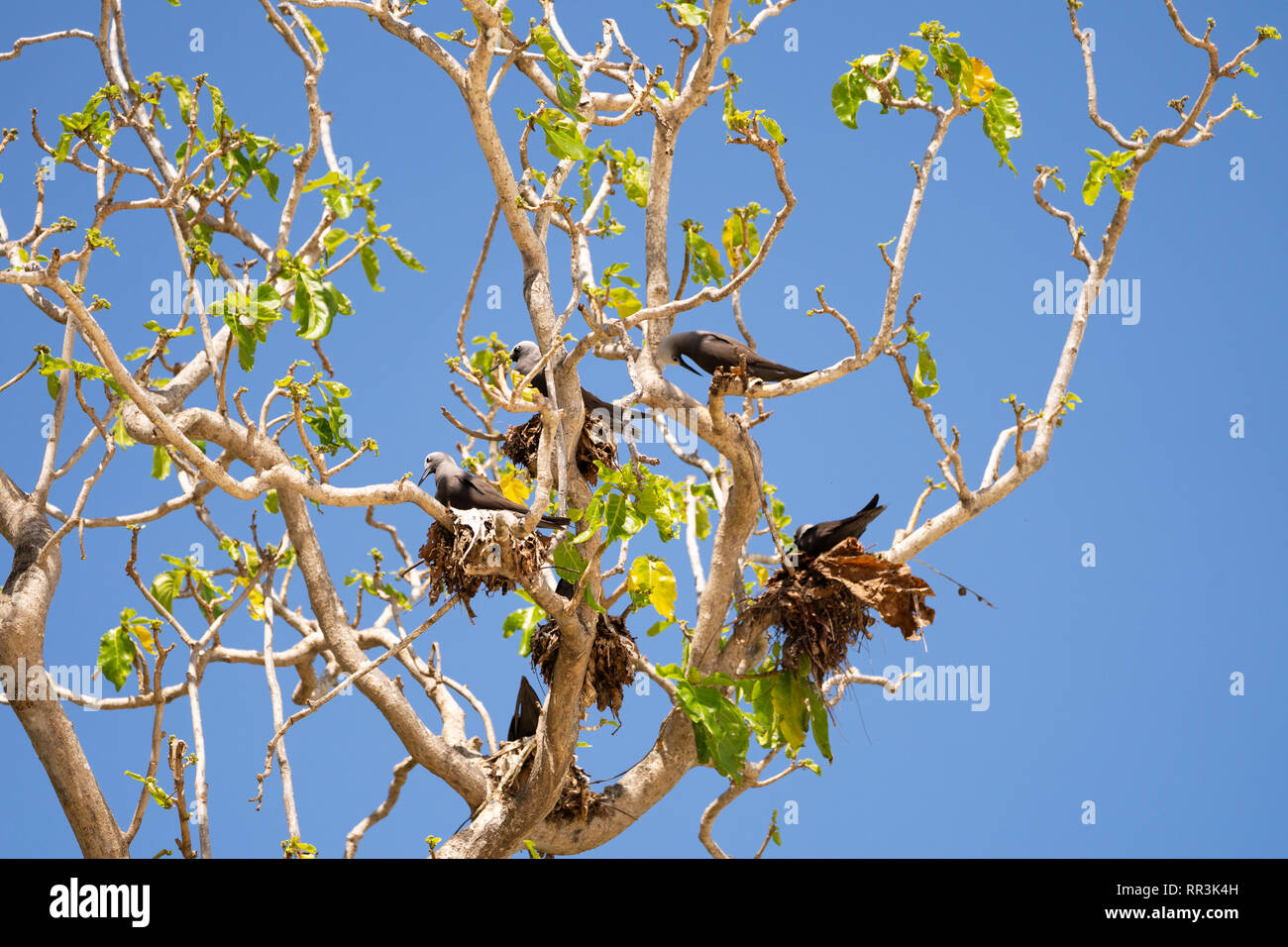 Lesser noddy (Anous tenuirostris) Nesting, Photographed on Bird Island ...