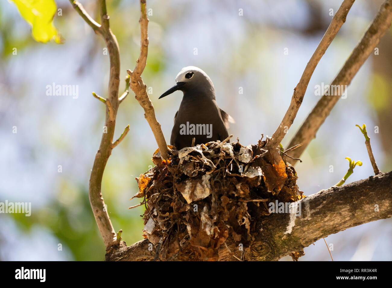 Lesser noddy (Anous tenuirostris) Nesting, Photographed on Bird Island ...
