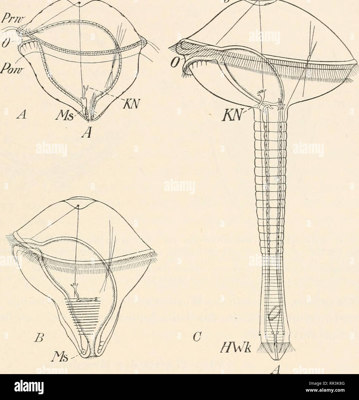 . Abstammungslehre, Systematik, Paläontologie, Biogeographie;. Biology ...