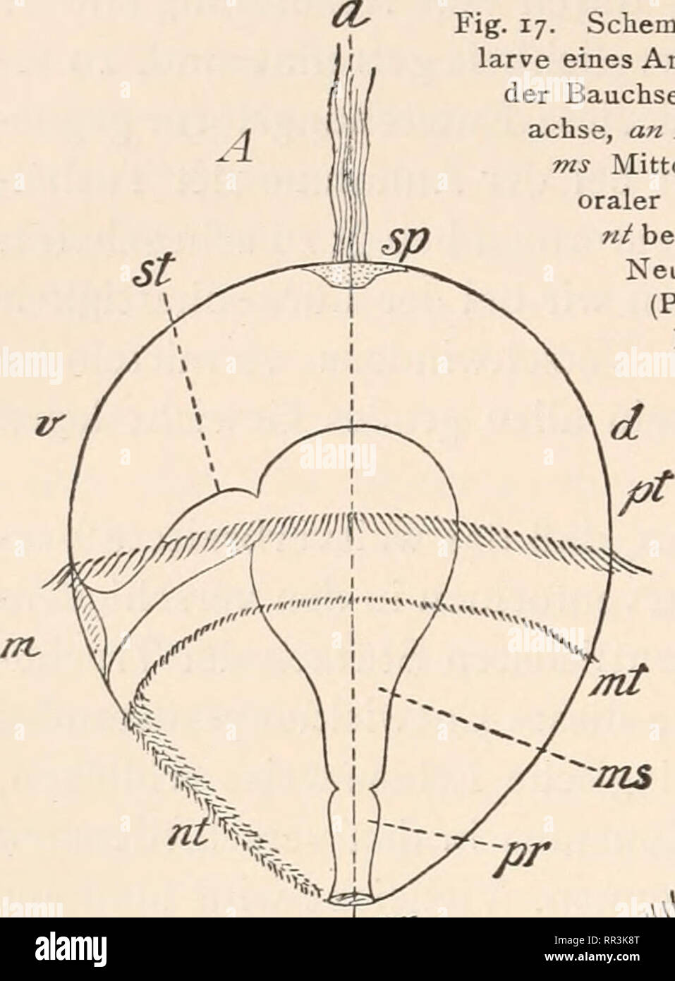 Trochophora hi-res stock photography and images - Alamy