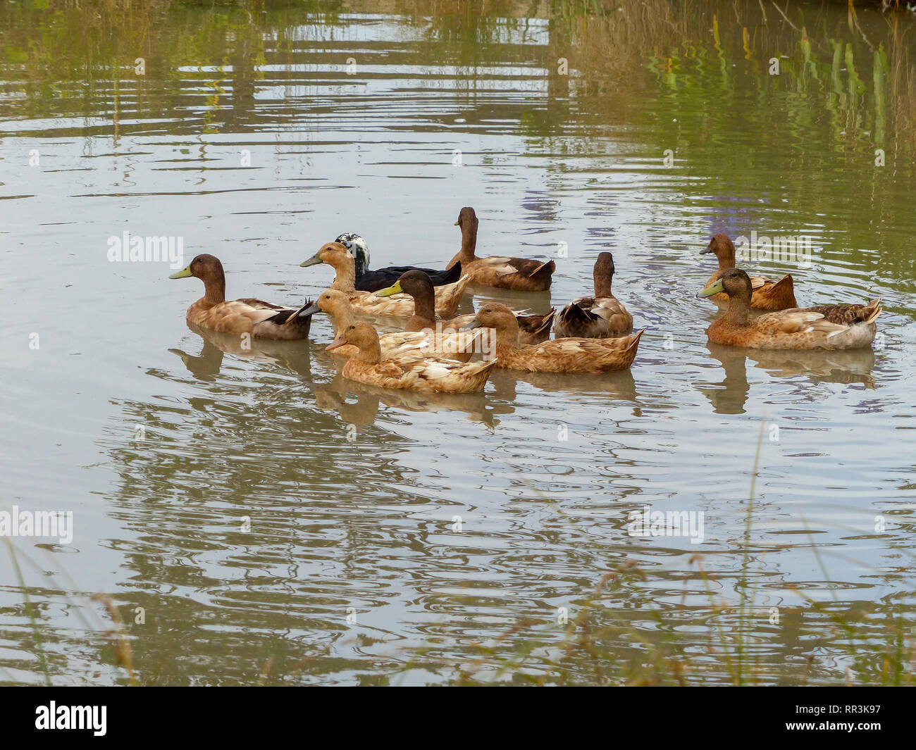 Ducks in a pond. Photographed in New Zealand South Island in March ...