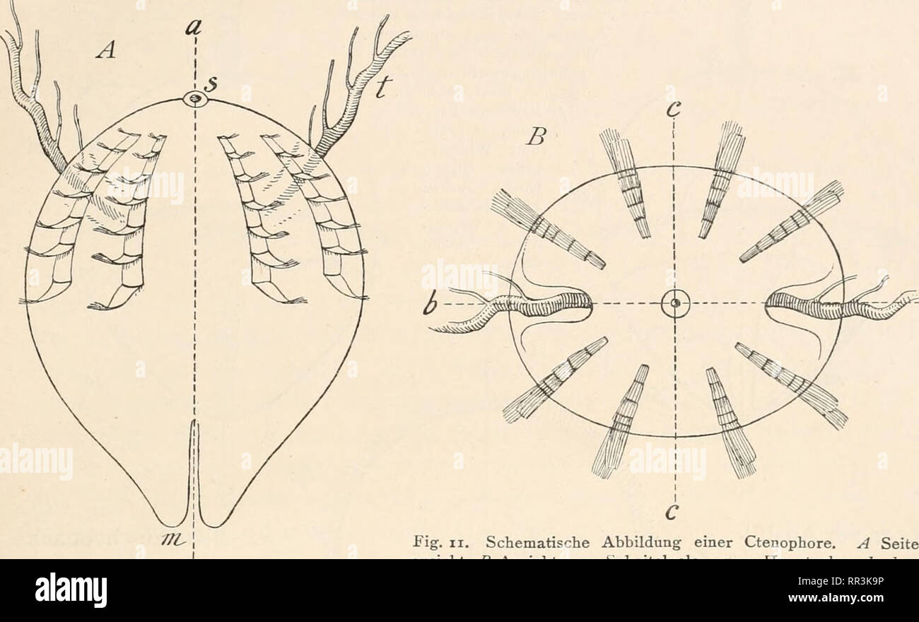 Trochophora hi-res stock photography and images - Alamy