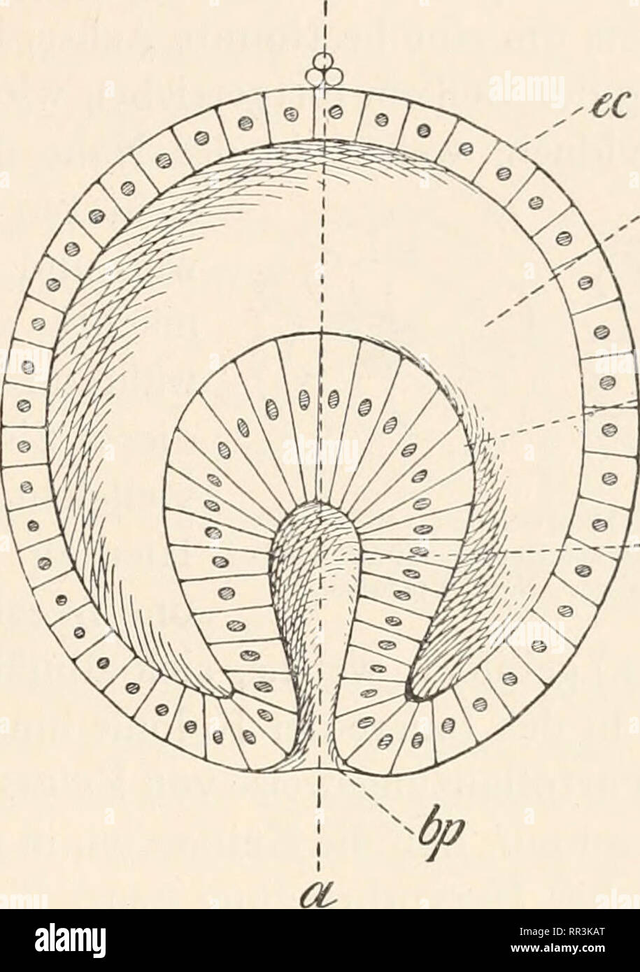 . Abstammungslehre, Systematik, Paläontologie, Biogeographie;. Biology ...