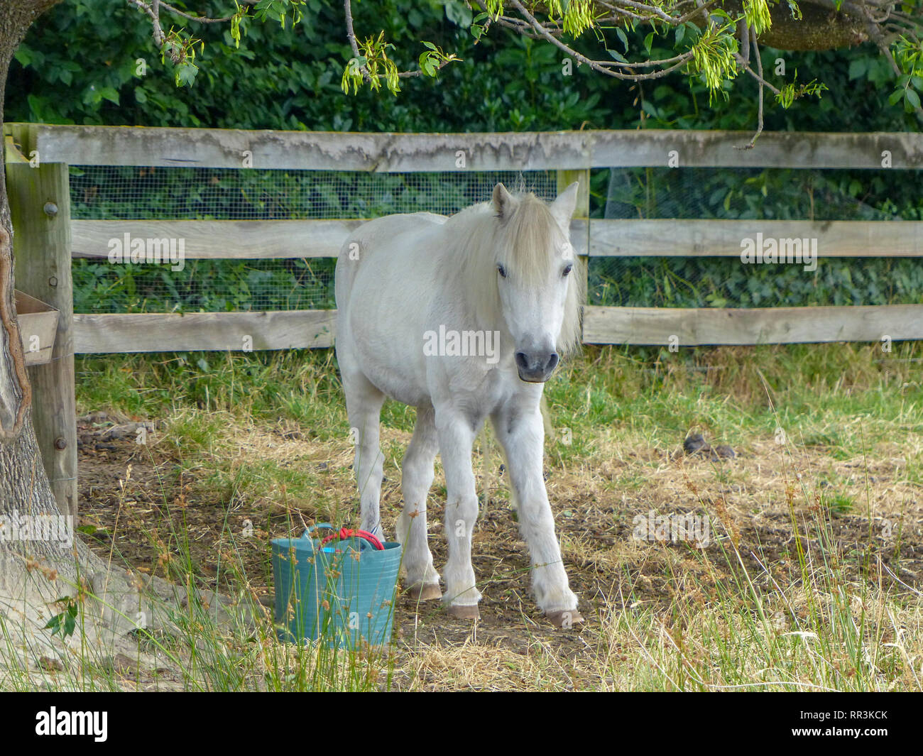 full body of a white foal on a farm Stock Photo - Alamy