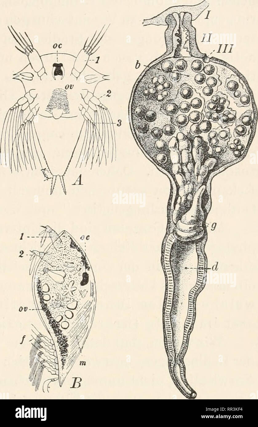 Evolution der pferde hi-res stock photography and images - Alamy