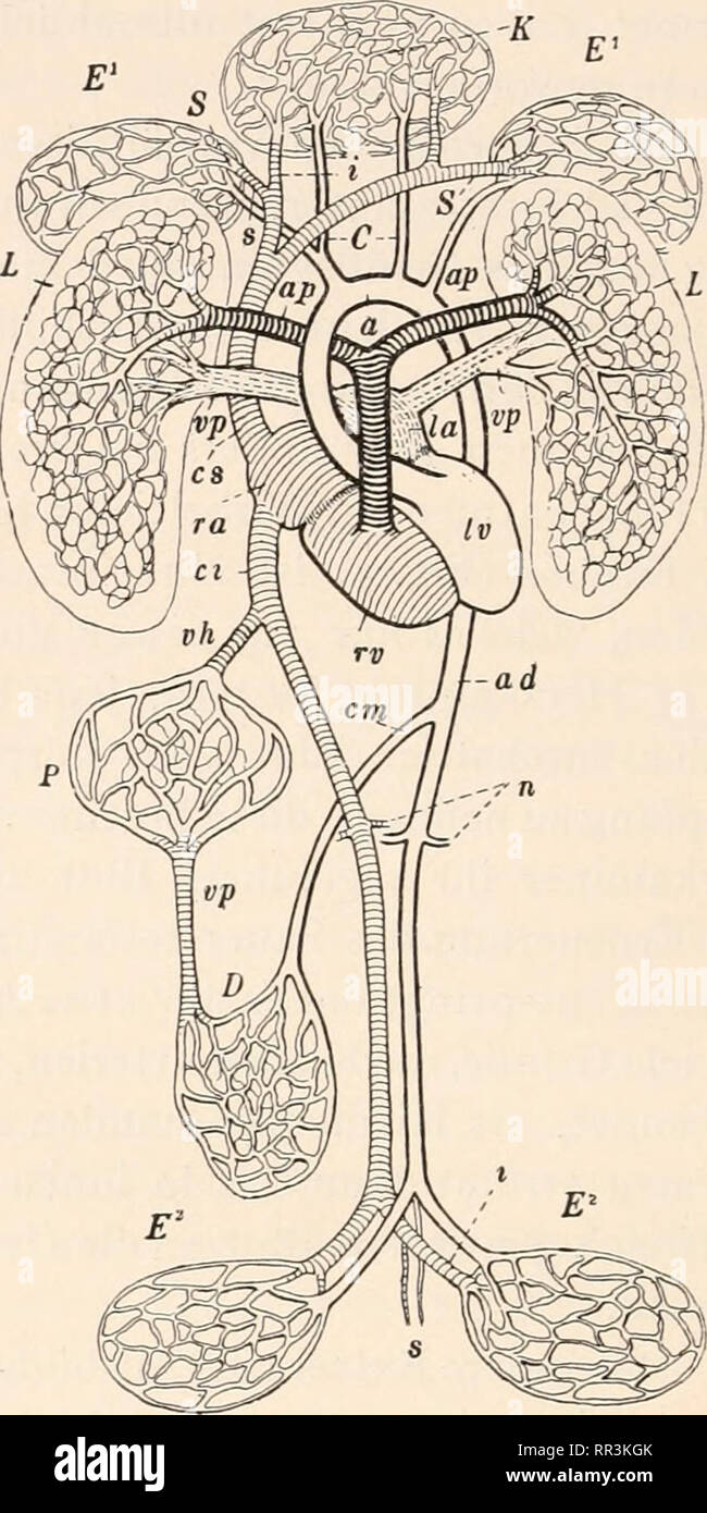 Blutkreislauf hi-res stock photography and images - Alamy