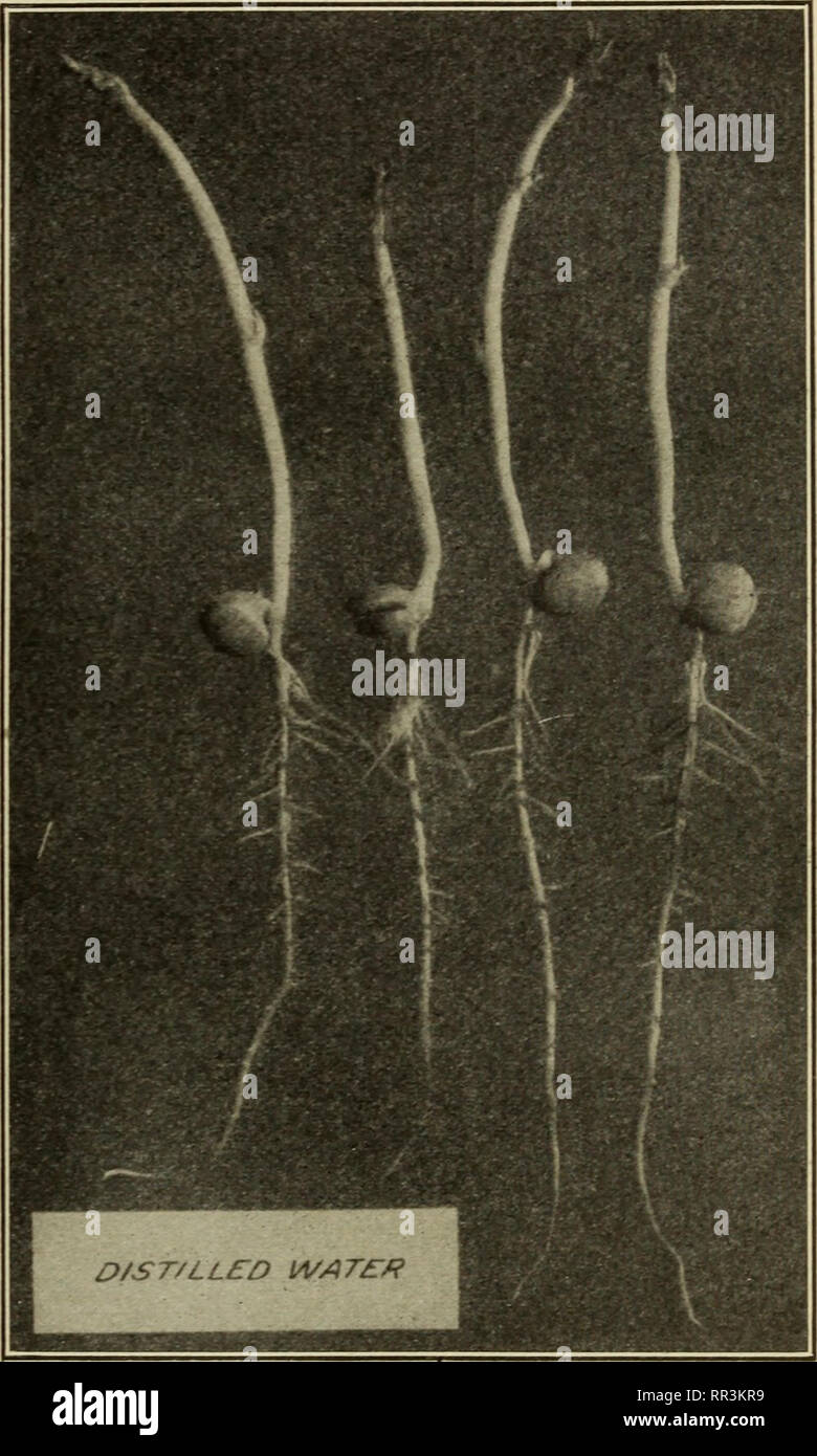 . Absorption and excretion of salts by roots, as influenced by ...