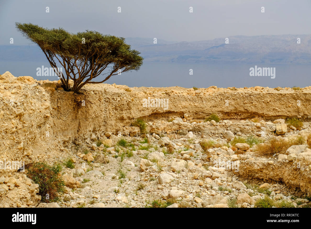 Lone Acacia Tree in an arid desert. Photographed in The Dead Sea ...