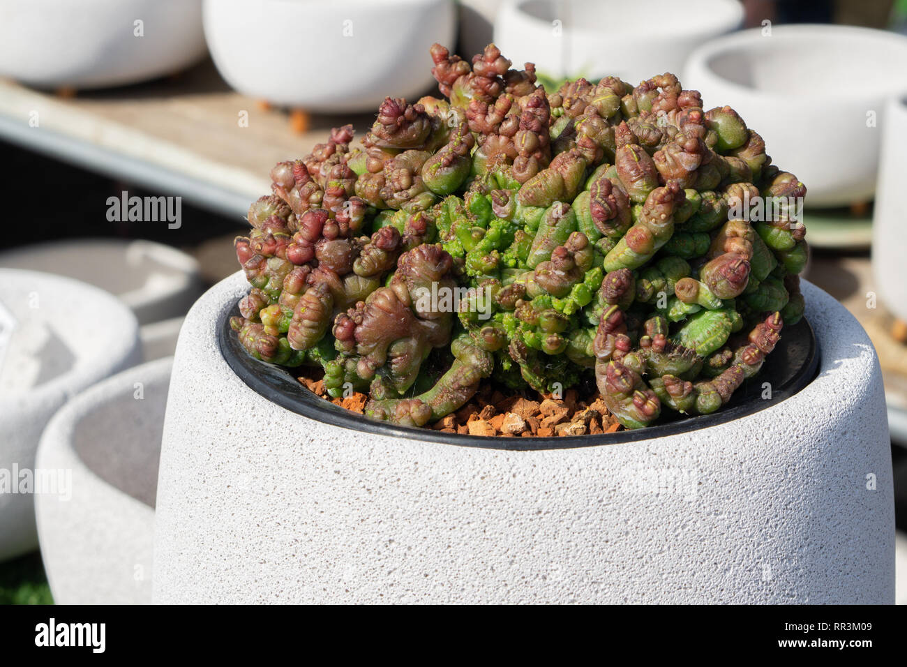 Cereus Monstrose Cactus, brain succulent in white flower pot Stock ...