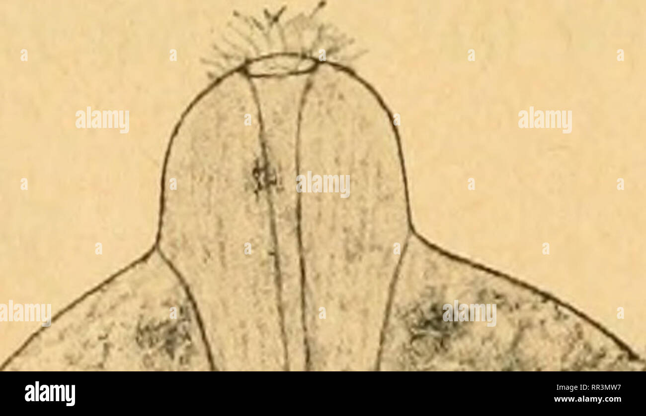 Peridinium sp hi-res stock photography and images - Alamy