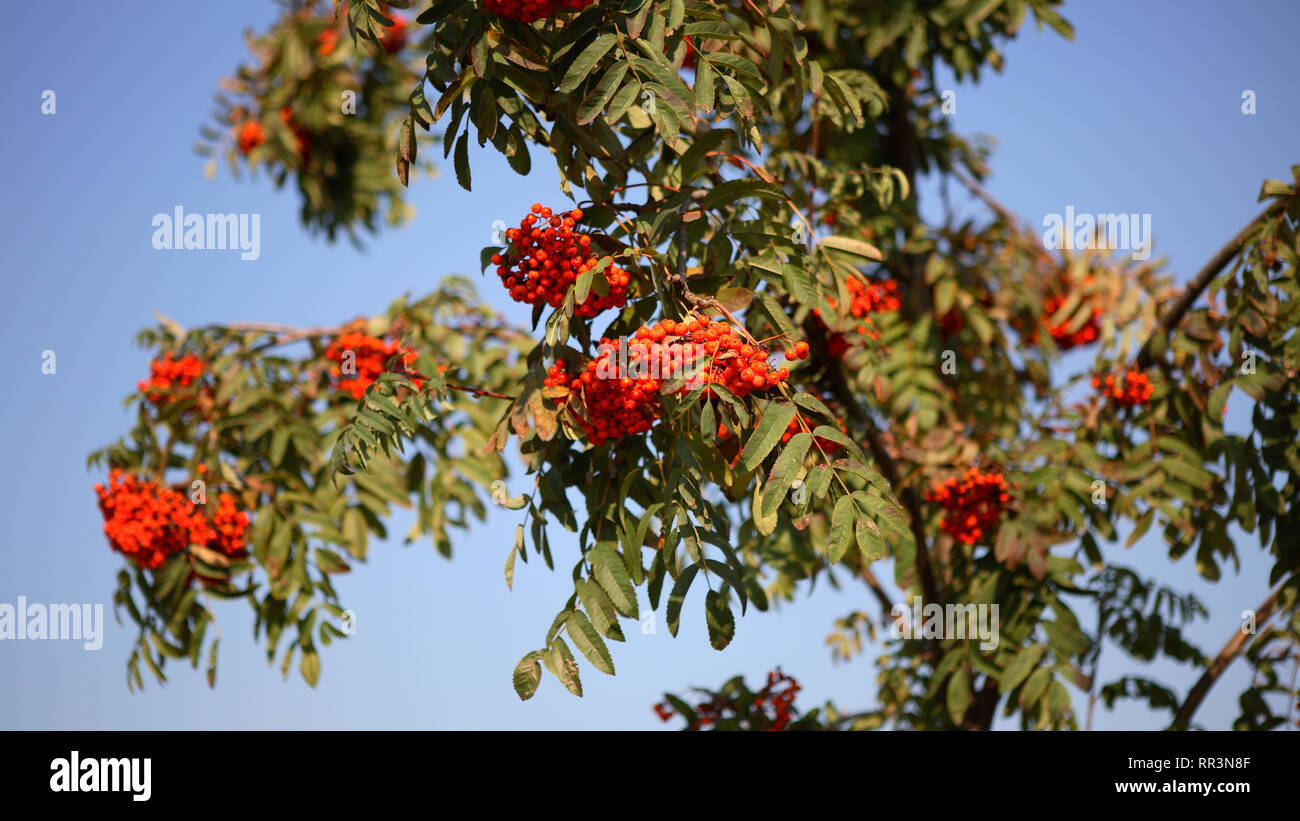 Otange color hi-res stock photography and images - Alamy