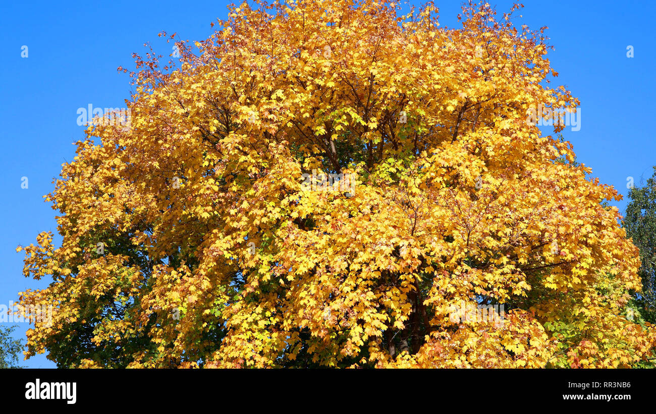 yellow maple tree at autumn Stock Photo - Alamy