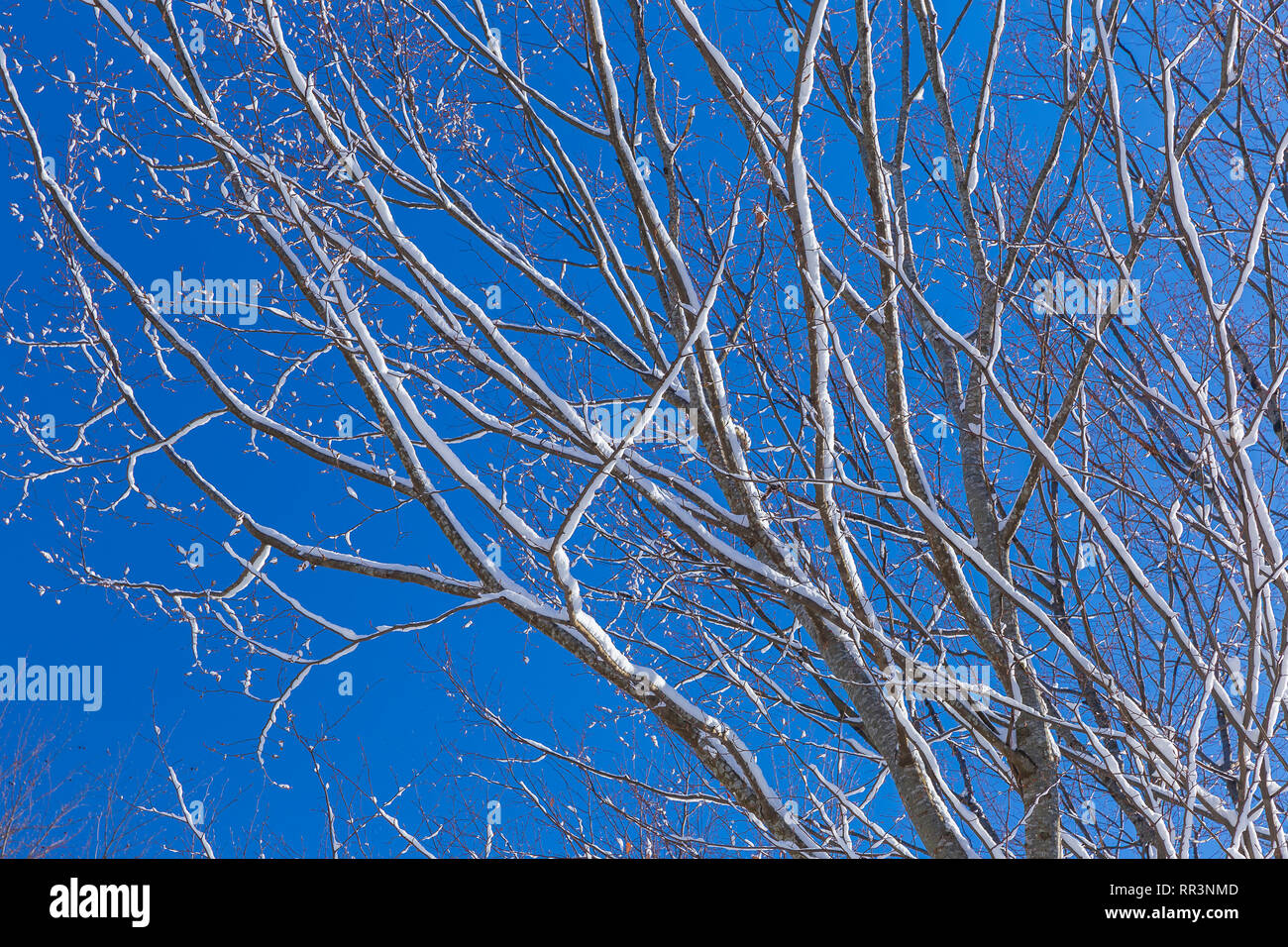 Last melting snow on the branches of trees in the spring Stock Photo ...