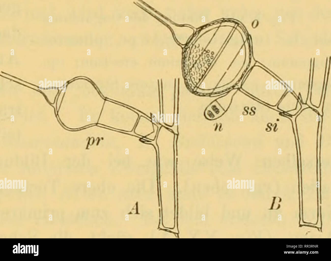 . Acta Societatis Scientiarum Fennicae. Science. Fig. XX. Bildung de.s ...