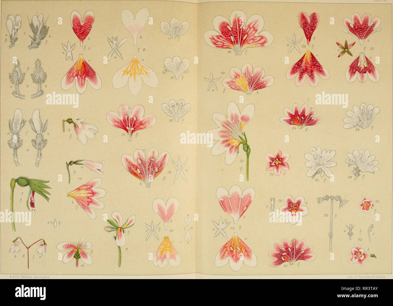 Linnaeaborealis hi-res stock photography and images - Alamy