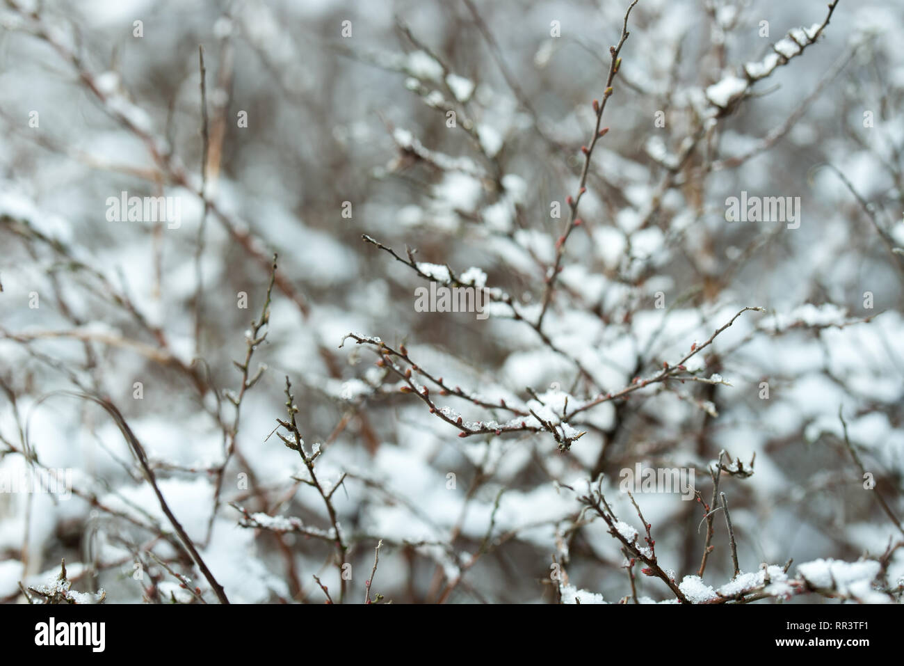 Twigs covered snow closeup hi-res stock photography and images - Alamy